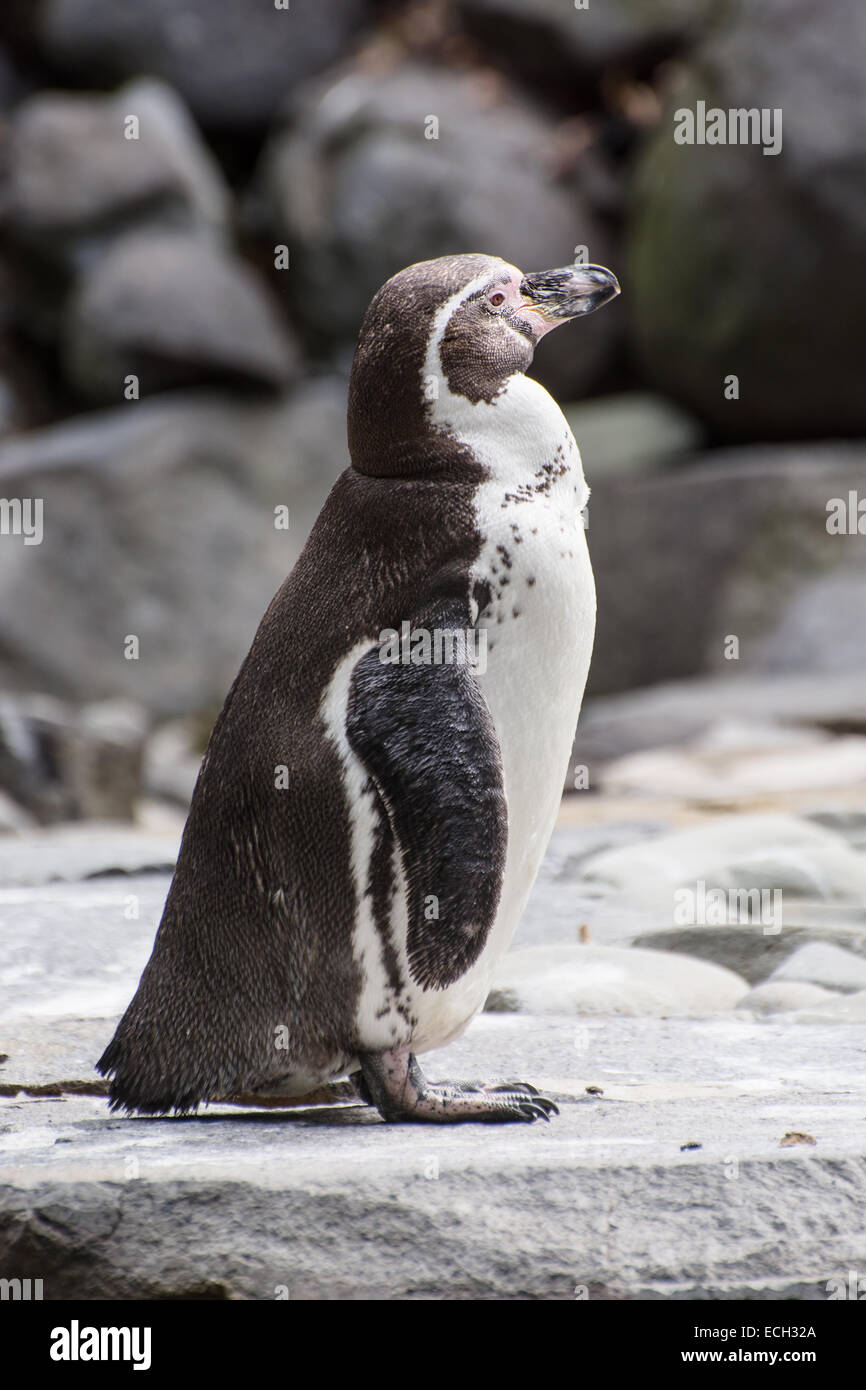 The Humboldt penguin (Spheniscus humboldti), also termed Peruvian ...