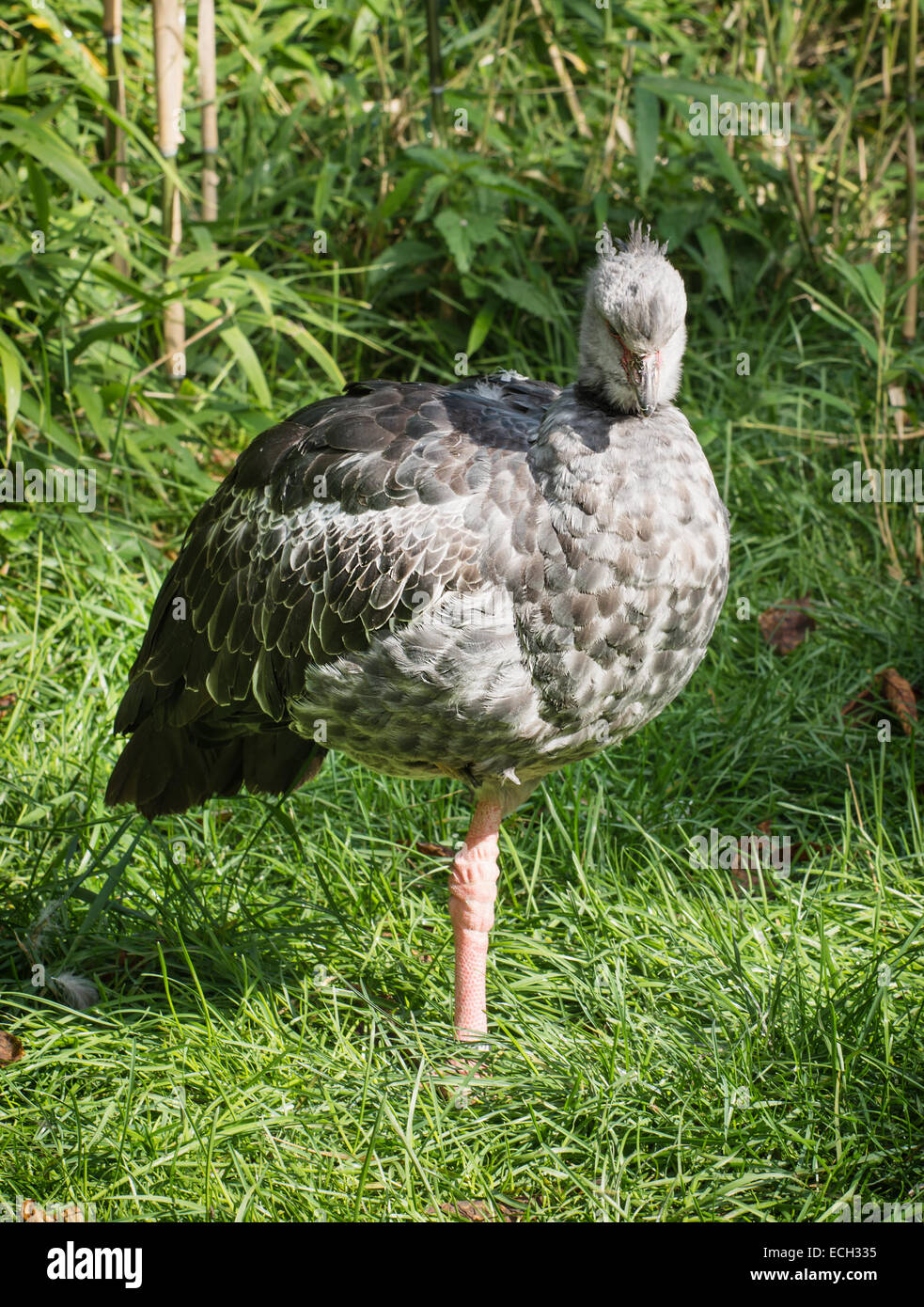 Southern screamer (Chauna torquata) in the green grass Stock Photo - Alamy