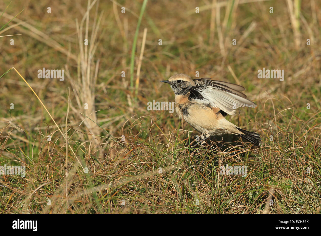 Desert Wheatear (Oenanthe deserti Stock Photo - Alamy