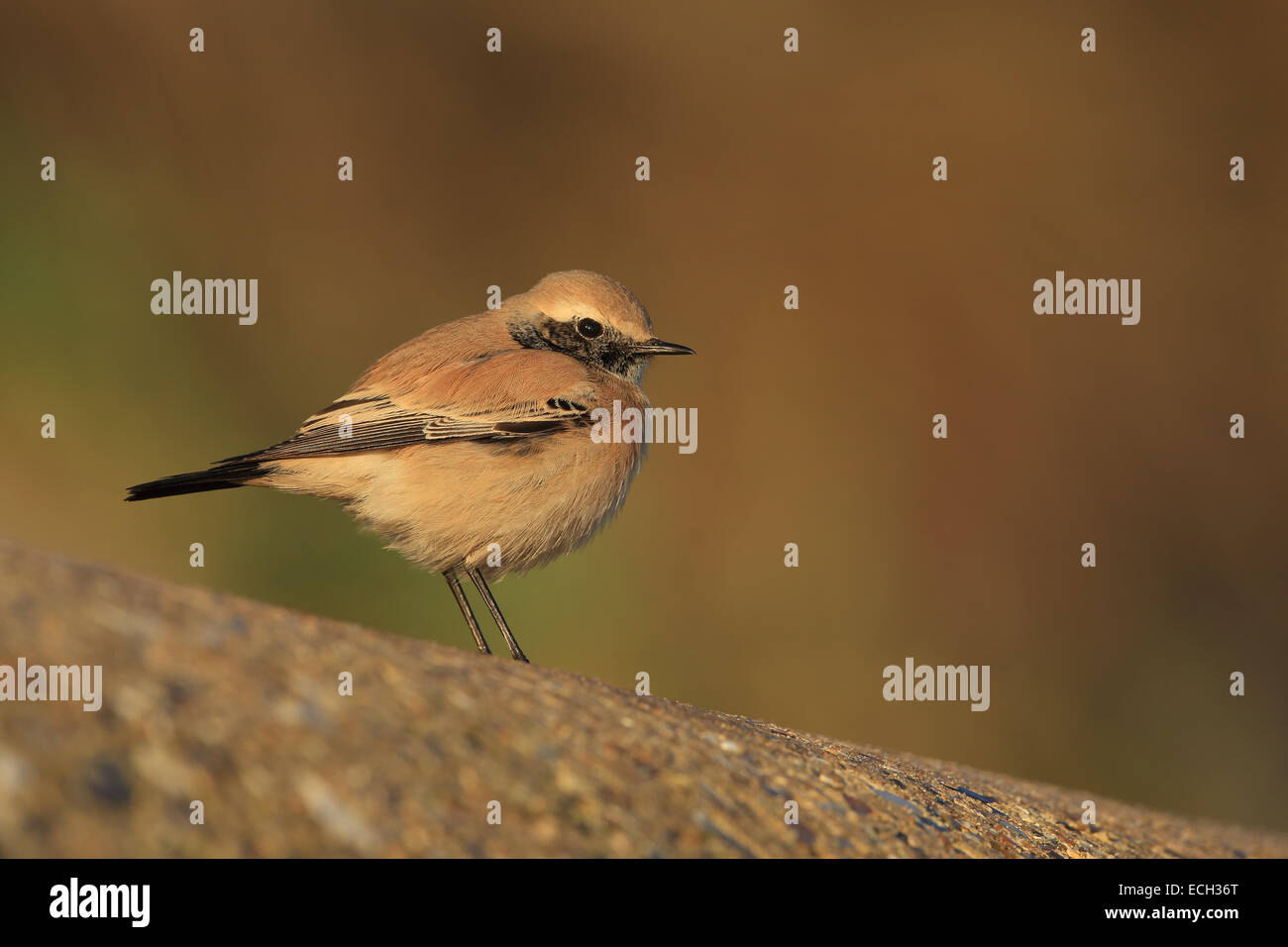 Desert Wheatear (Oenanthe deserti Stock Photo - Alamy