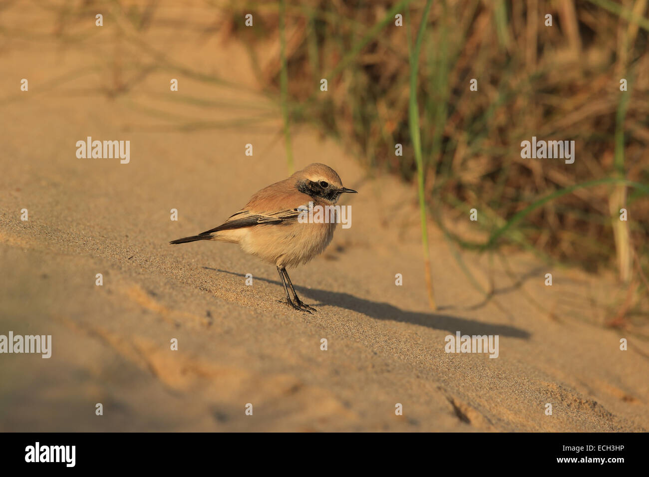 Desert Wheatear (Oenanthe deserti Stock Photo - Alamy