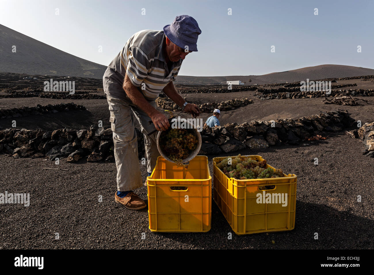 Typical vineyards in dry cultivation in volcanic ash, lava, grapes ...