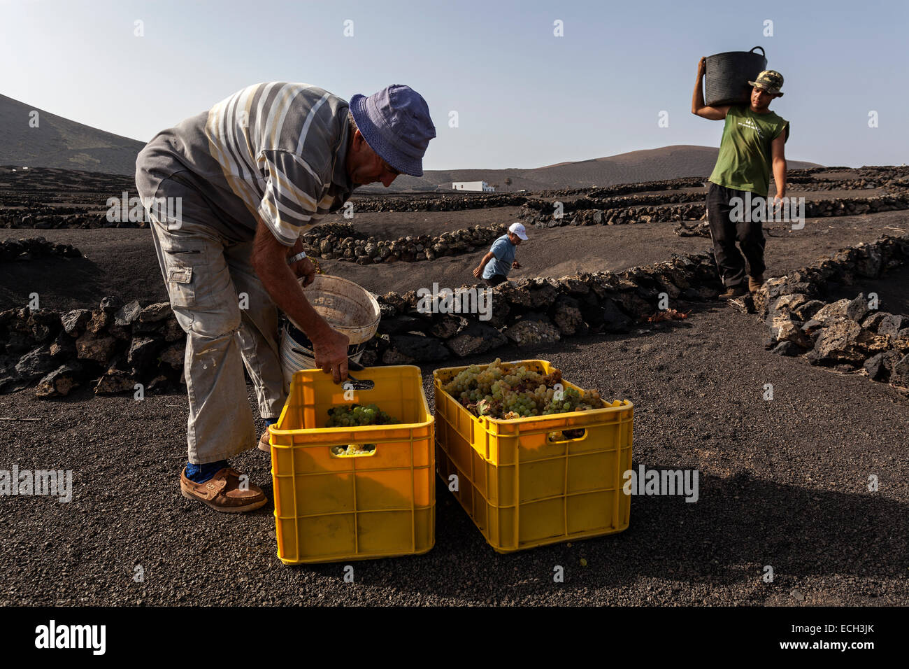 Typical vineyards in dry cultivation in volcanic ash, lava, grapes ...