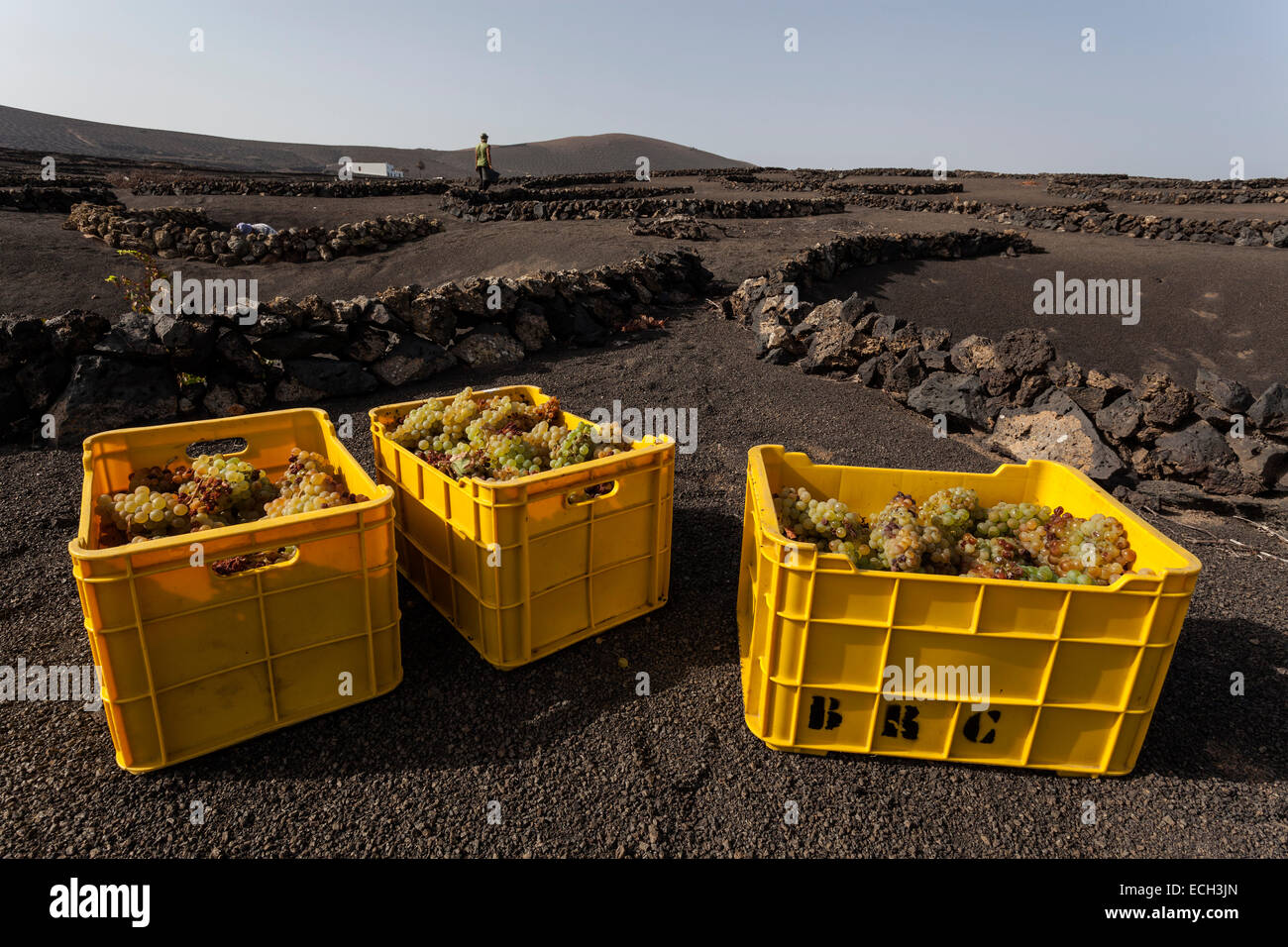 Typical vineyards in dry cultivation in volcanic ash, lava, grapes ...