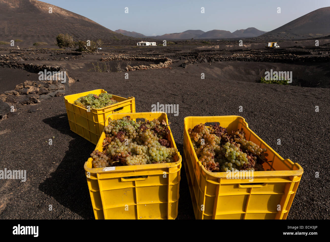 Typical vineyards in dry cultivation in volcanic ash, lava, grapes ...