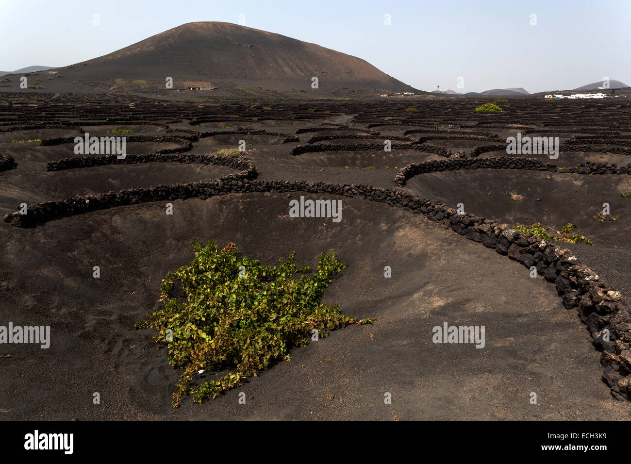 Typical vineyards in dry cultivation in volcanic ash, lava, wine ...