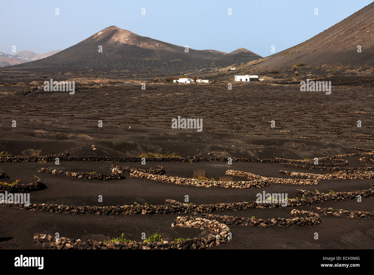 Typical vineyards in dry cultivation in volcanic ash, lava, wine ...