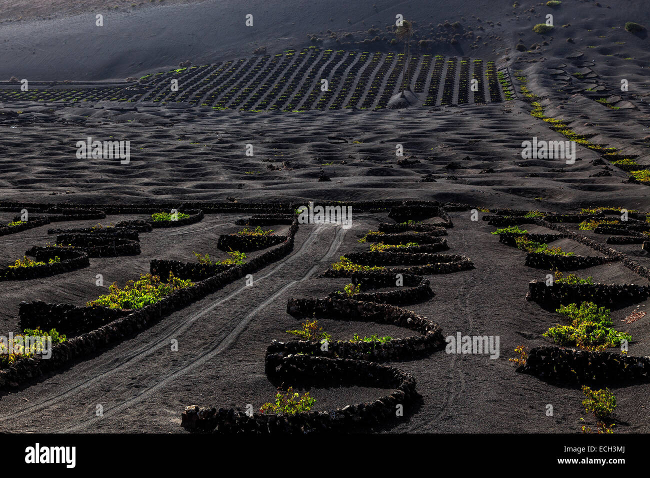 Typical vineyards in dry cultivation in volcanic ash, lava, wine ...