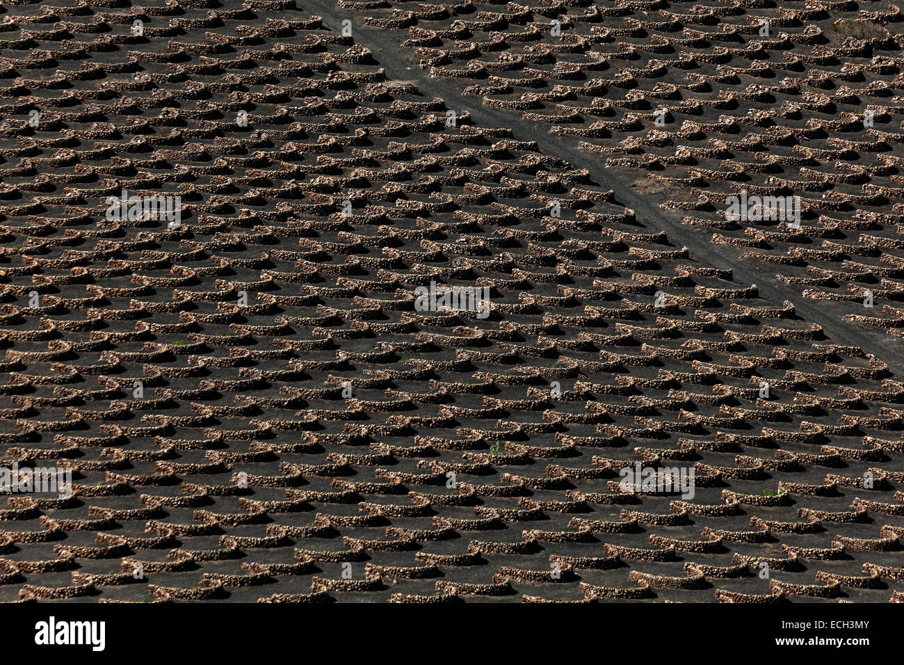 Typical vineyards in dry cultivation in volcanic ash, lava, wine ...