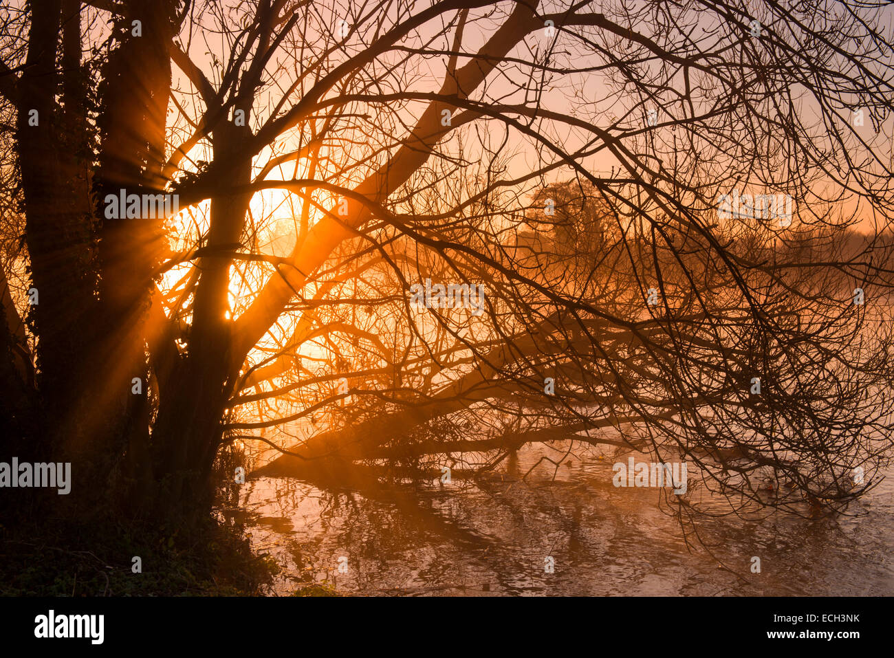 Trent park trees hi-res stock photography and images - Alamy