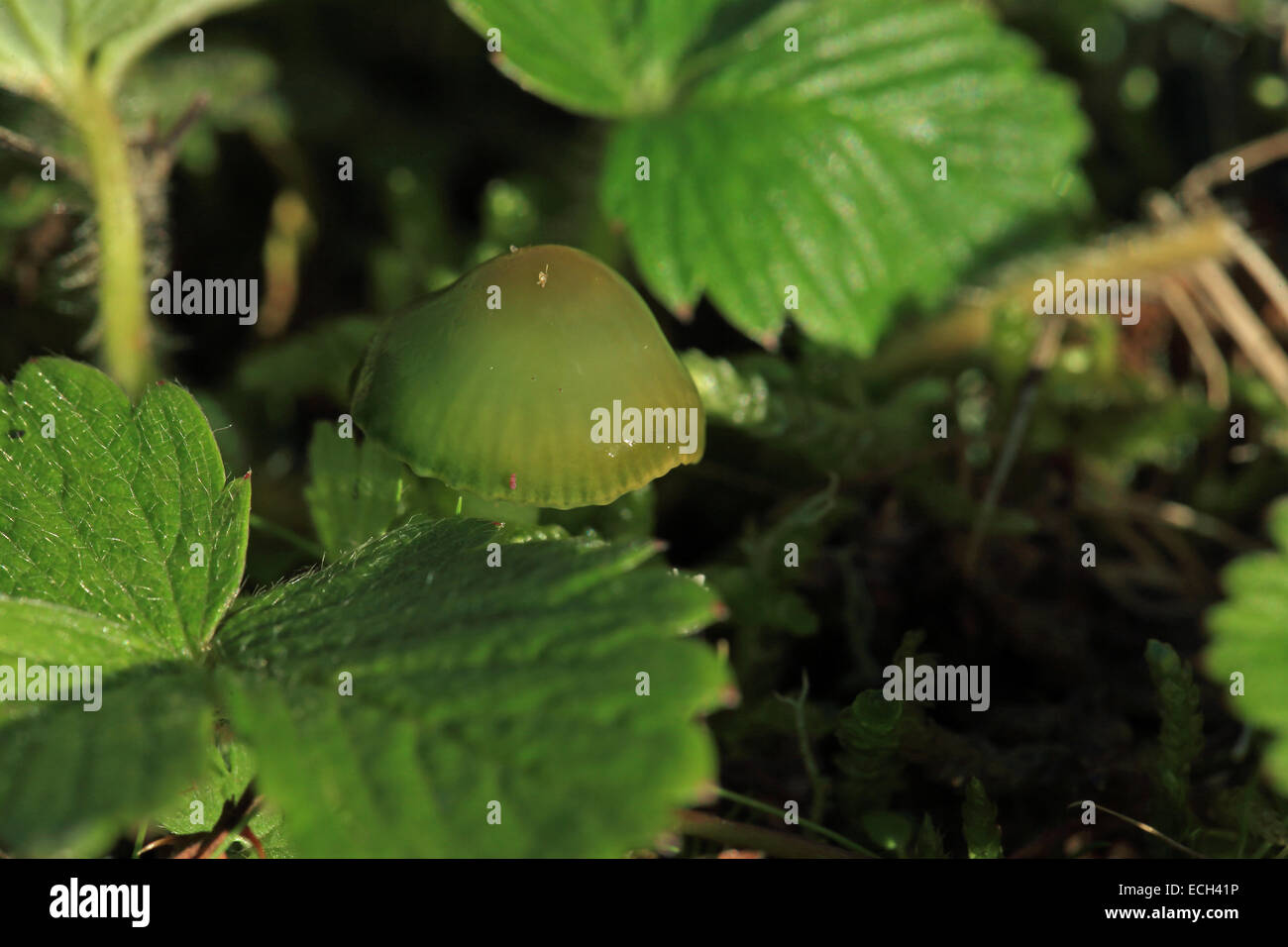 Parrot waxcaps hi-res stock photography and images - Alamy
