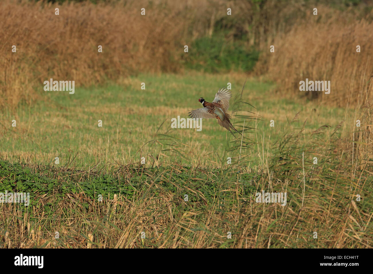 Flying pheasant hi-res stock photography and images - Alamy