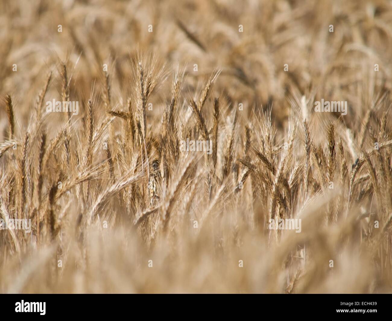 Detail of a crop field Stock Photo - Alamy
