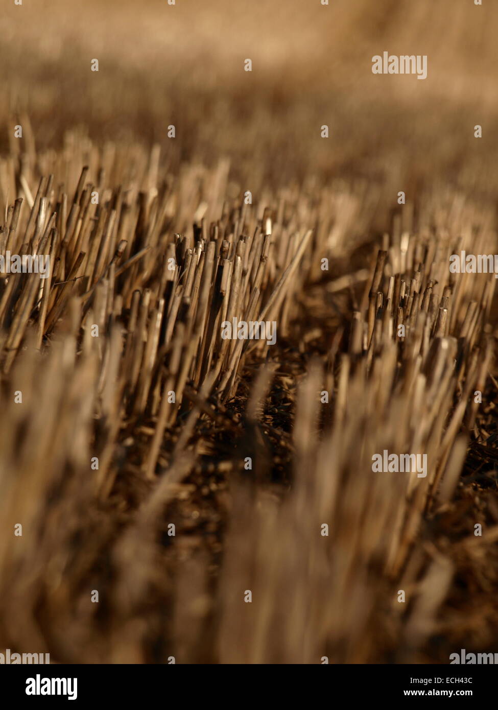 Closeup of straw texture on field Stock Photo - Alamy