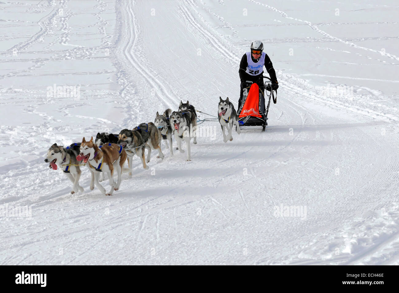 Musher with dog hi-res stock photography and images - Alamy