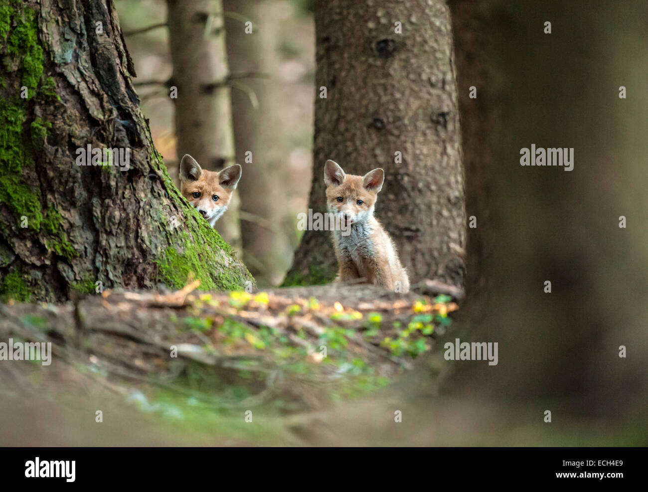 Fox Tree Den High Resolution Stock Photography and Images - Alamy