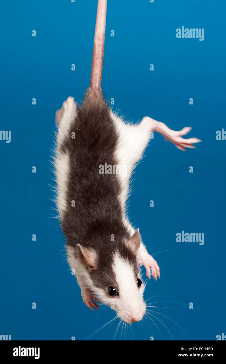A Rat (Rattus) is held by its tail Stock Photo - Alamy