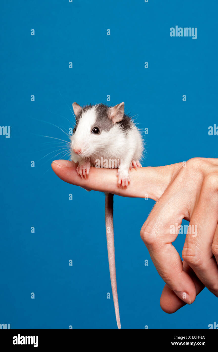 Perched rat hi-res stock photography and images - Alamy