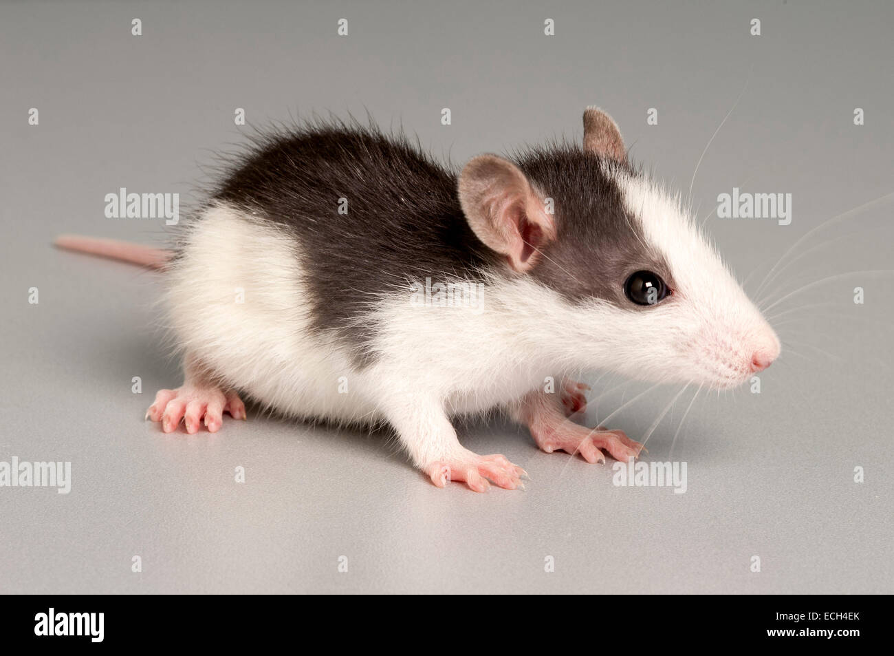 Rattus rattus black hi-res stock photography and images - Alamy