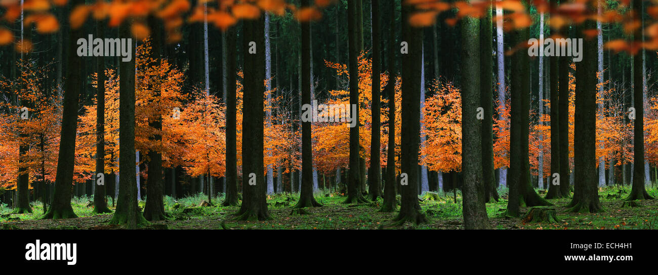 Autumn forest beech trees hi-res stock photography and images - Alamy