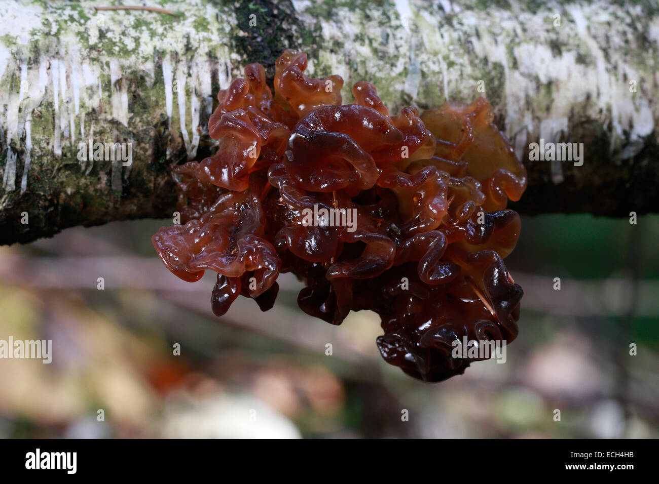 Tremella hi-res stock photography and images - Alamy