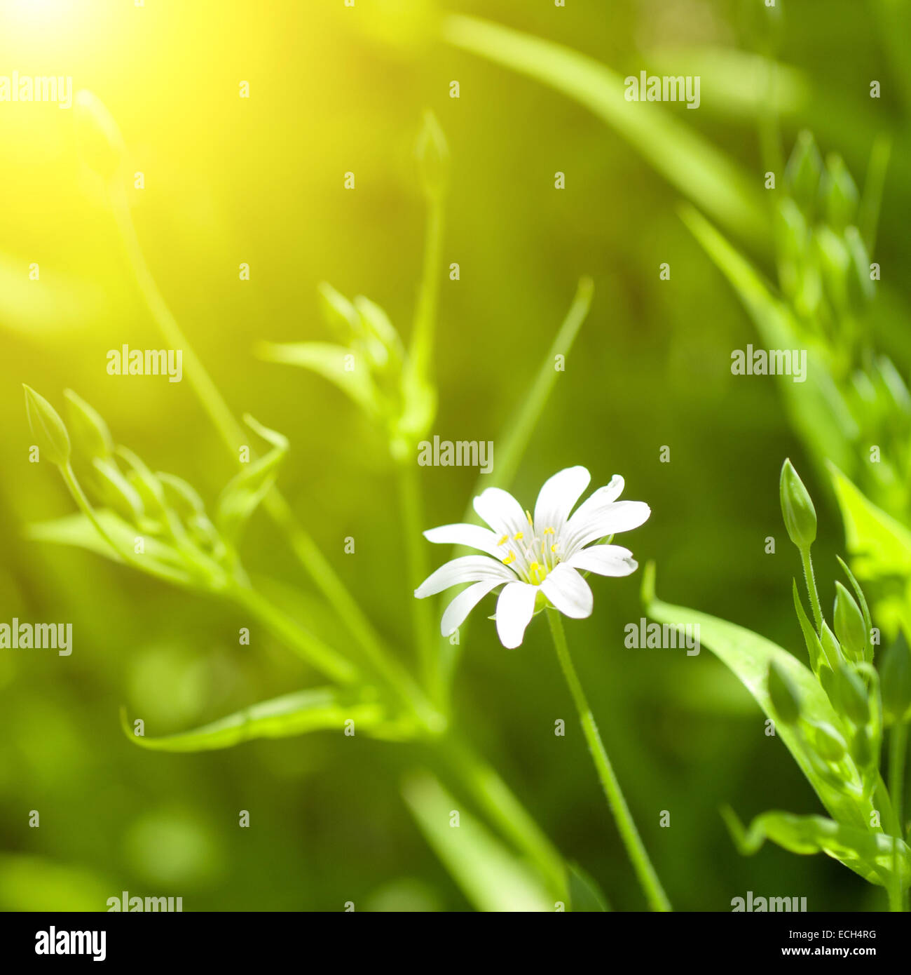 Multi colored chamomile hi-res stock photography and images - Alamy