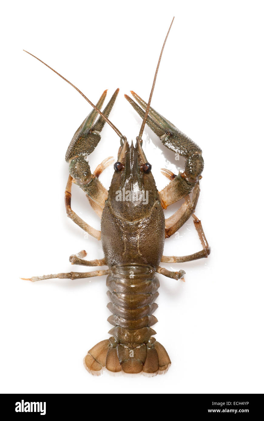 Crayfish hi-res stock photography and images - Alamy