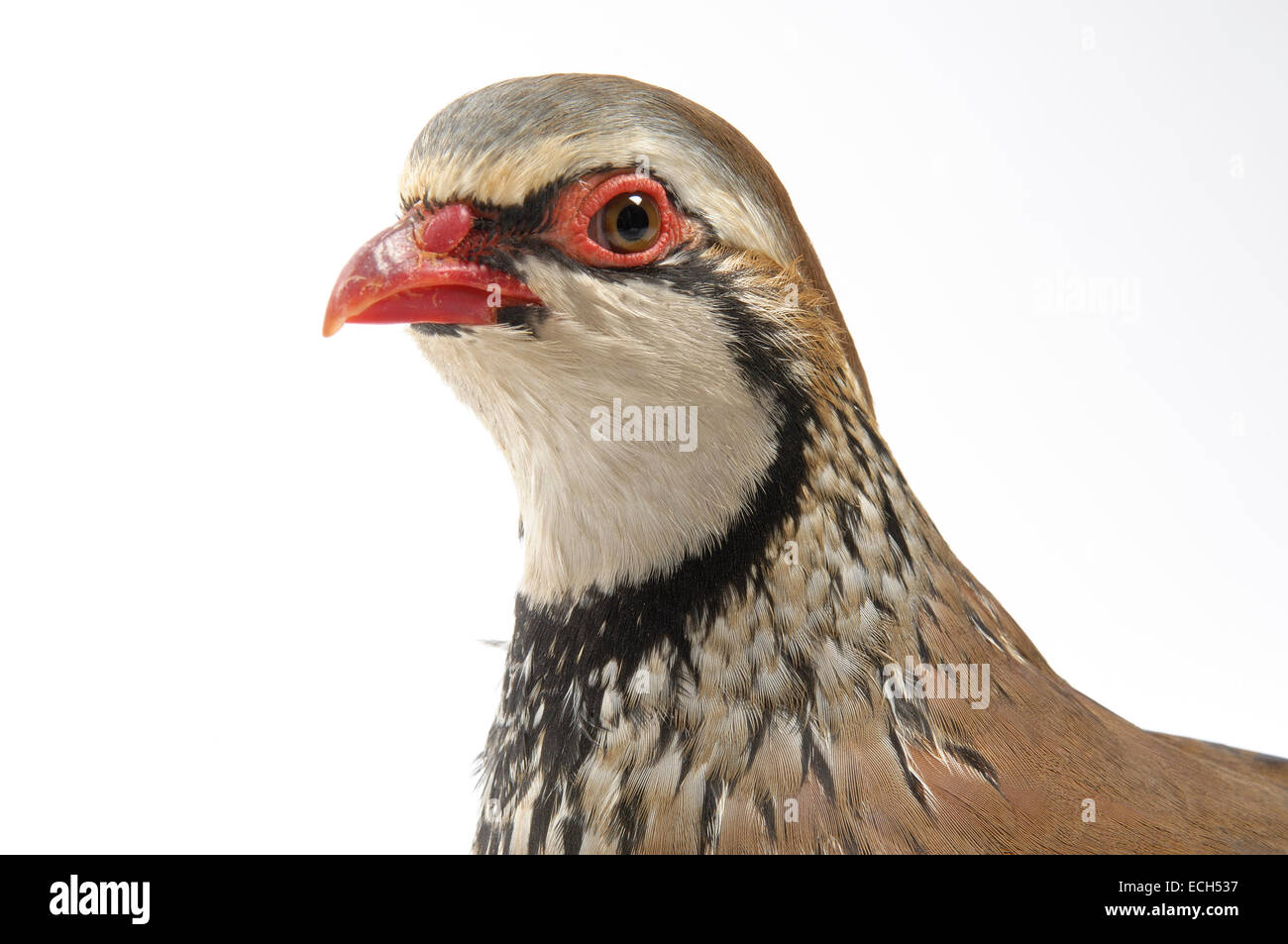 Red-legged Partridge (Alectoris rufa Stock Photo - Alamy