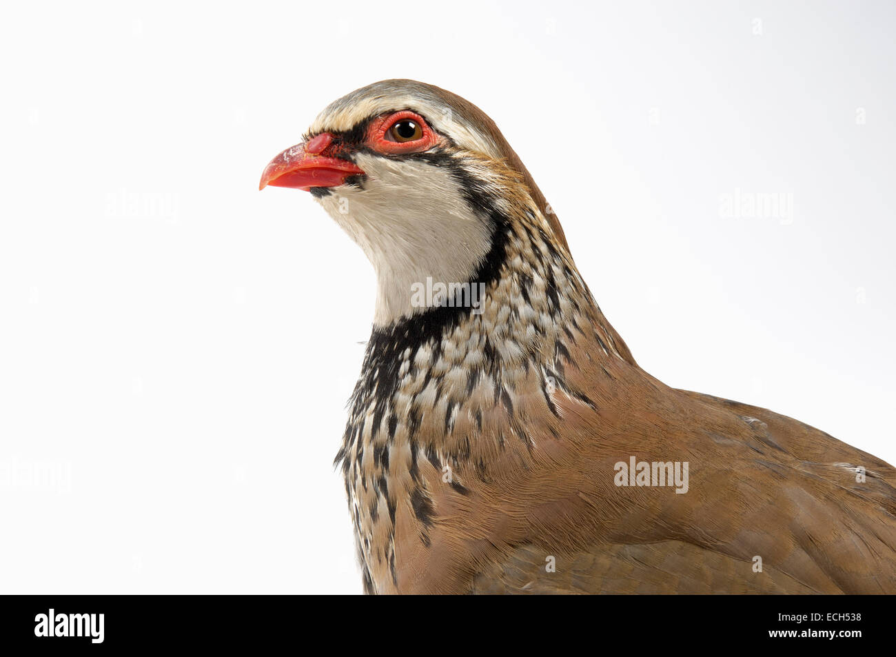 Red-legged Partridge (Alectoris rufa Stock Photo - Alamy