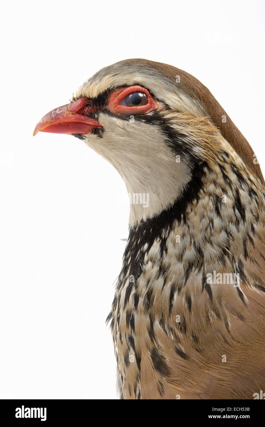 Red-legged Partridge (Alectoris rufa Stock Photo - Alamy