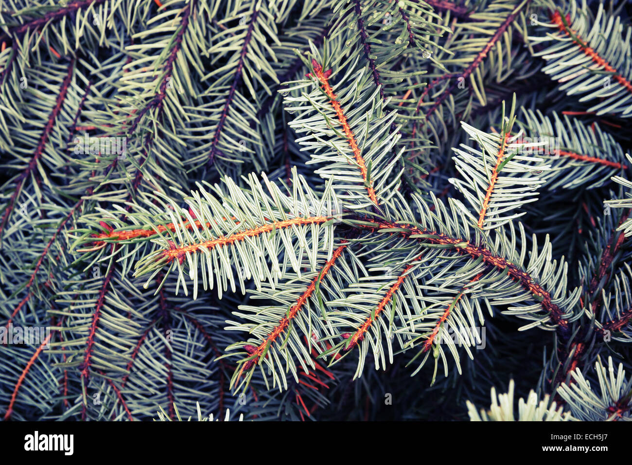 Spruce branches, natural close-up photo background with toned filter ...