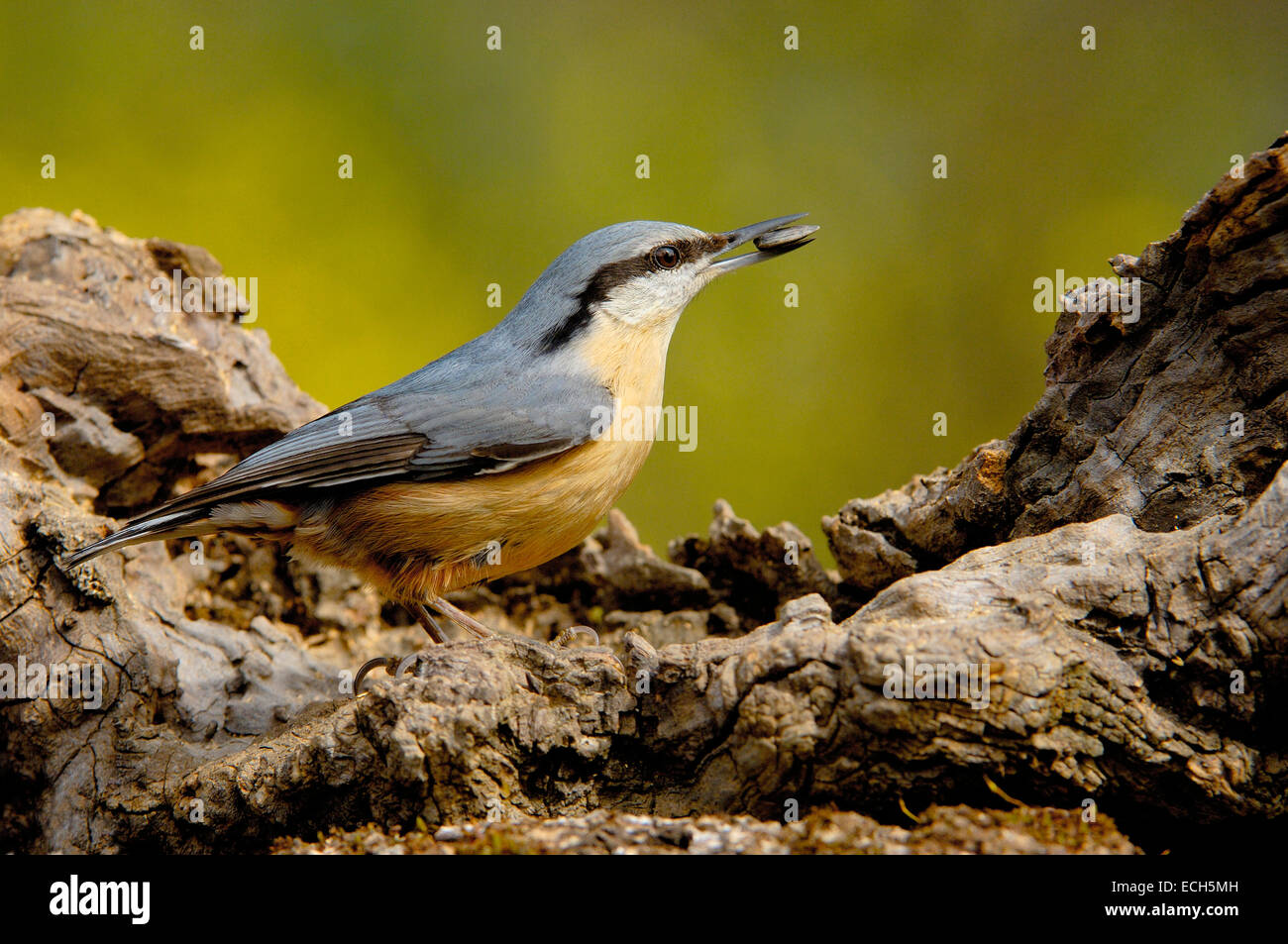 Eurasian nuthatch (Sitta europaea Stock Photo - Alamy