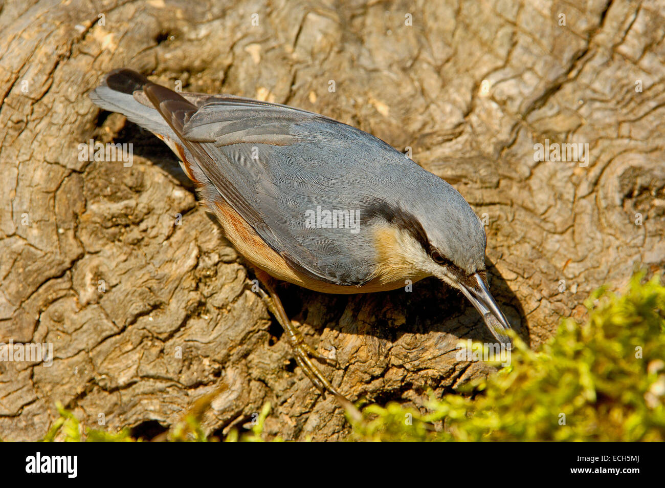 Eurasian nuthatch (Sitta europaea Stock Photo - Alamy