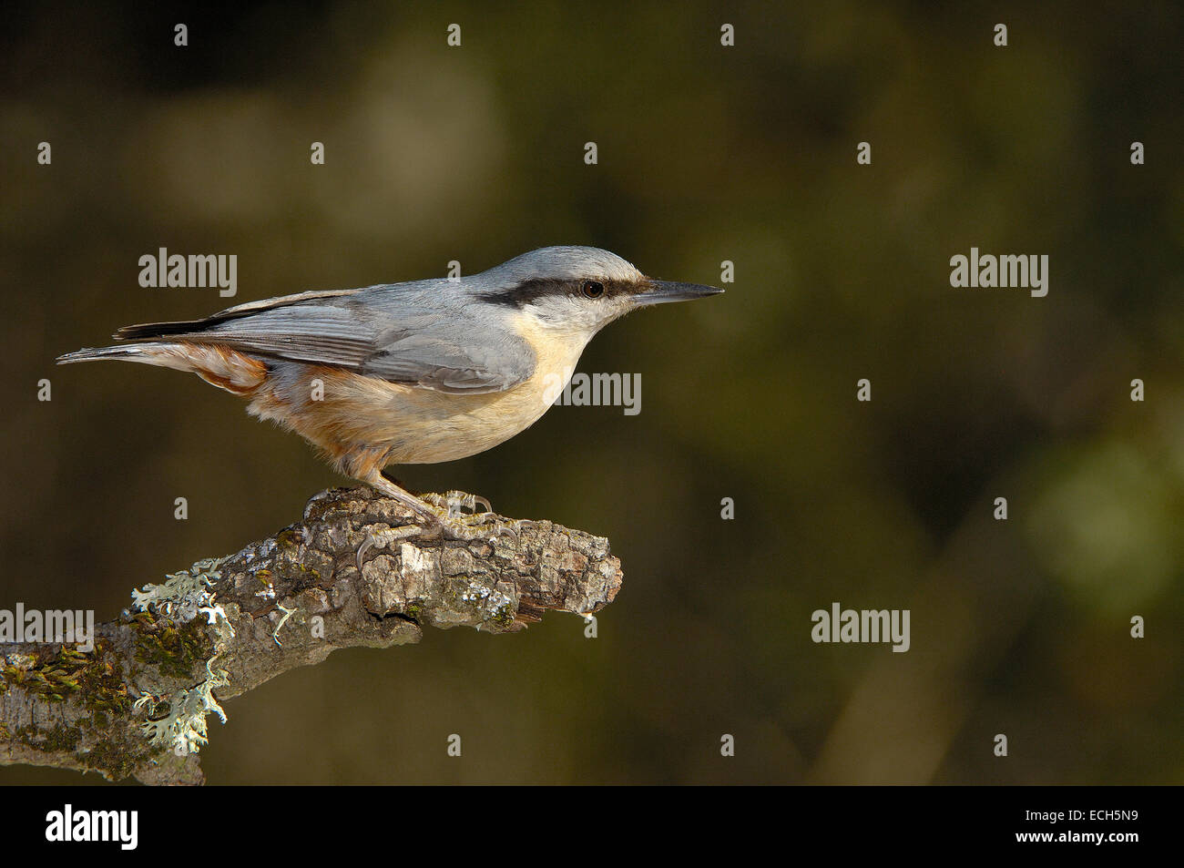 Eurasian nuthatch (Sitta europaea Stock Photo - Alamy