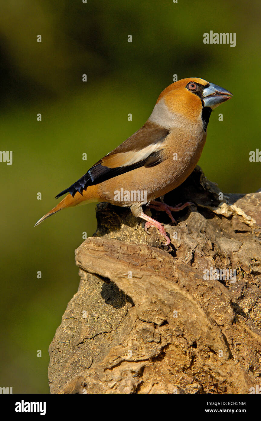Hawfinch (Coccothraustes coccothraustes Stock Photo - Alamy