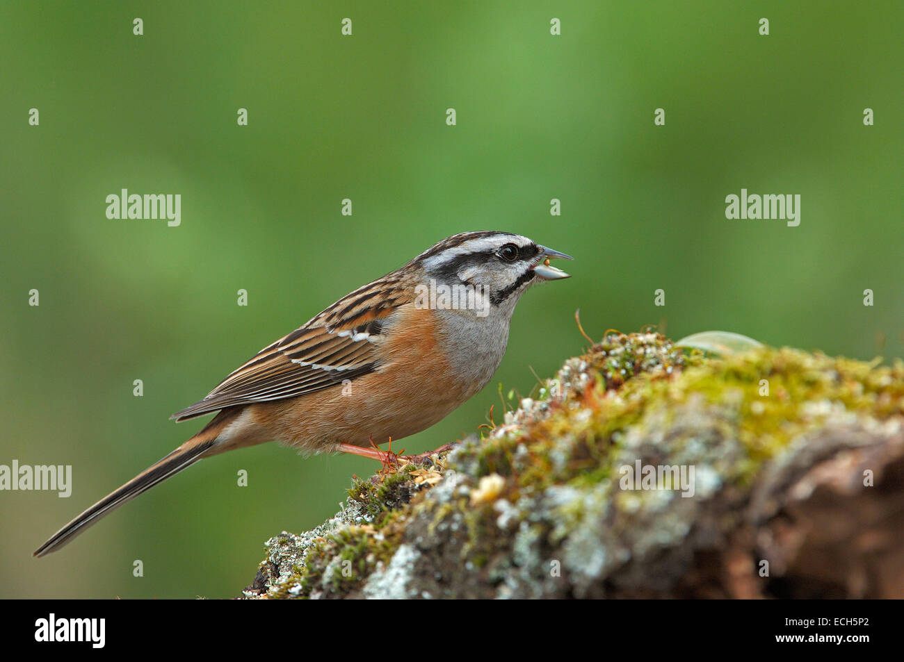 Rock bunting (Emberiza cia Stock Photo - Alamy