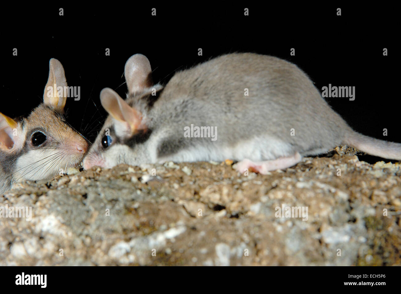 Garden Dormouse (Eliomys quercinus Stock Photo - Alamy