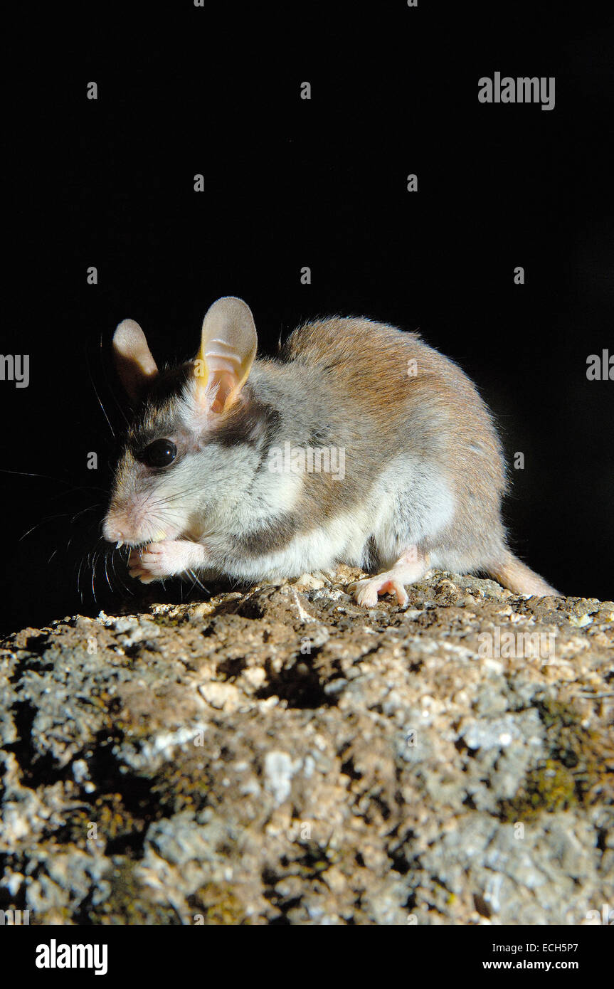 Garden Dormouse (Eliomys quercinus Stock Photo - Alamy