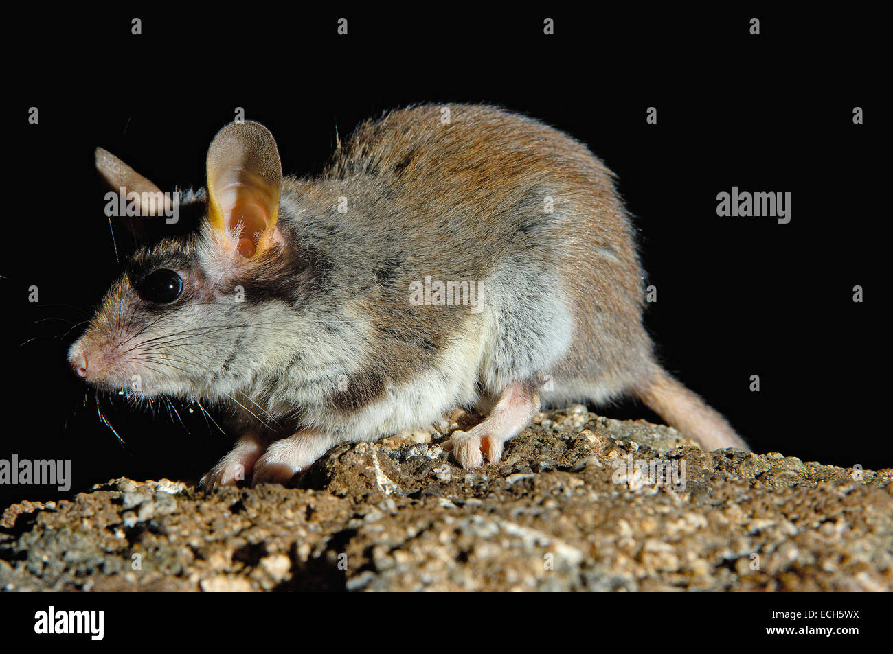Garden Dormouse (Eliomys quercinus Stock Photo - Alamy