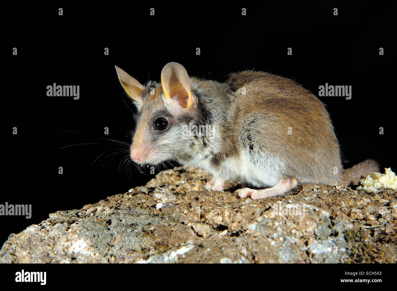 Garden Dormouse (Eliomys quercinus Stock Photo - Alamy
