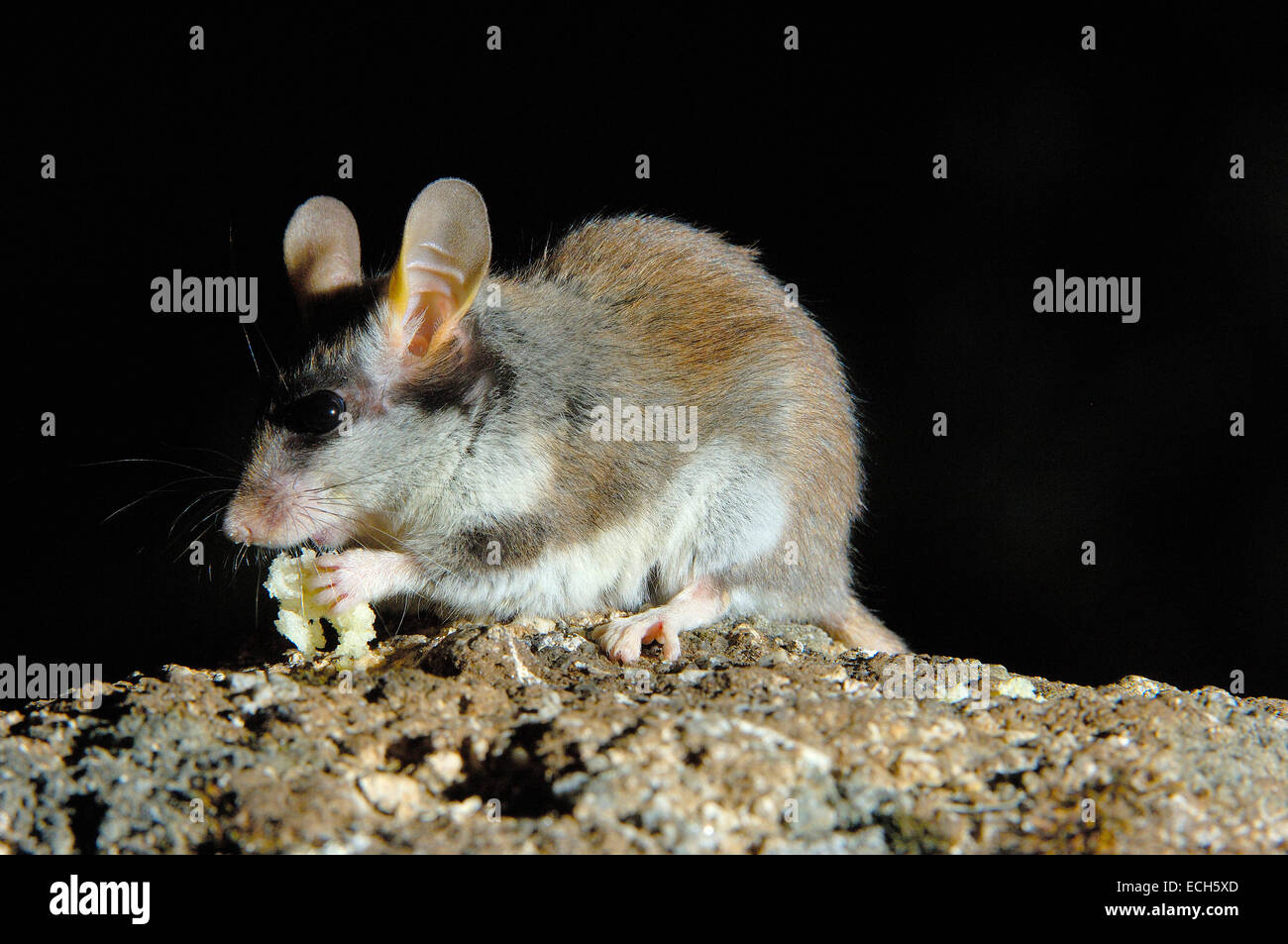 Garden Dormouse (Eliomys quercinus Stock Photo - Alamy