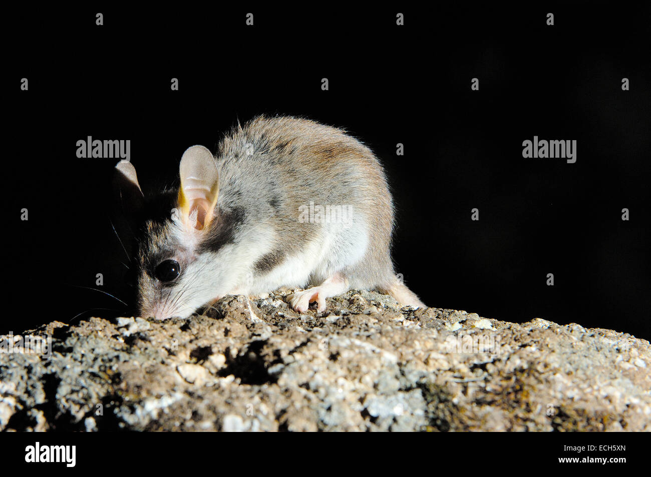 Garden Dormouse (Eliomys quercinus Stock Photo - Alamy