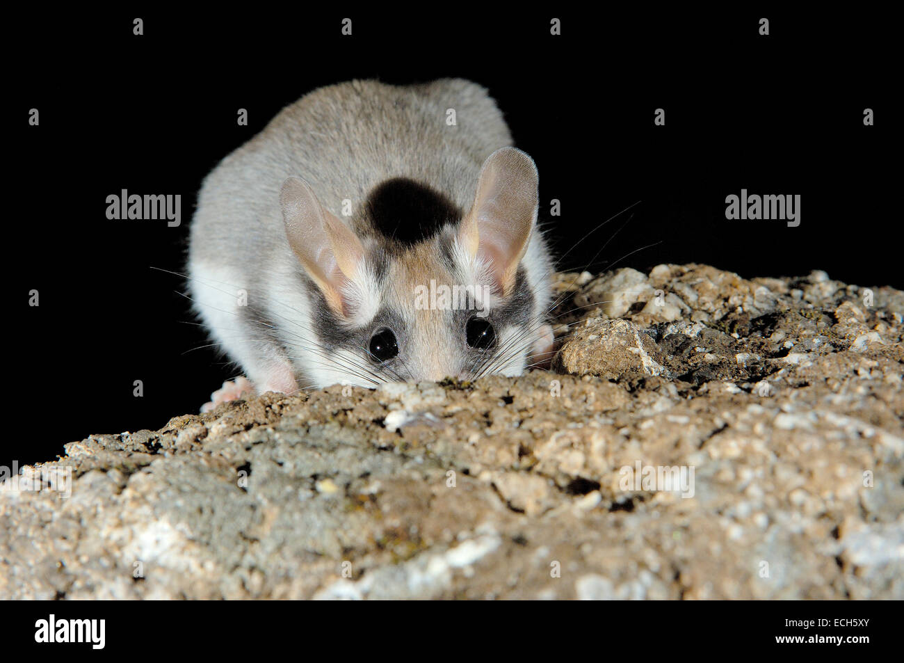 Garden Dormouse (Eliomys quercinus Stock Photo - Alamy