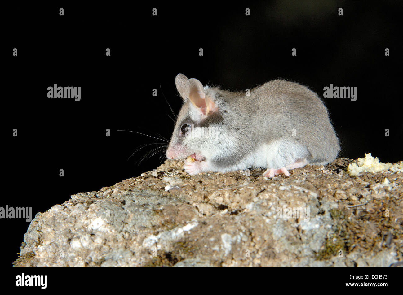 Garden Dormouse (Eliomys quercinus Stock Photo - Alamy