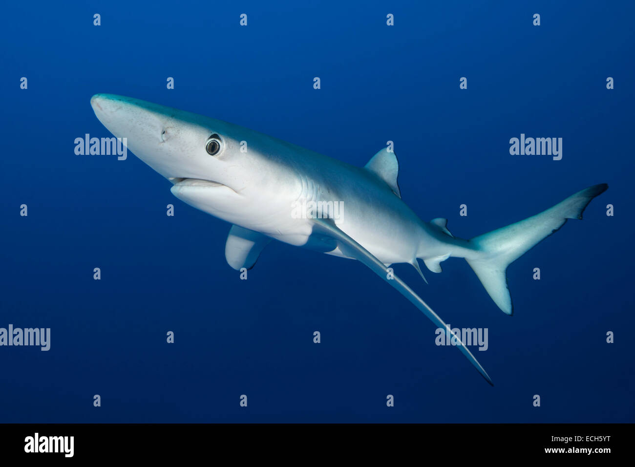 Shark side view hi-res stock photography and images - Alamy