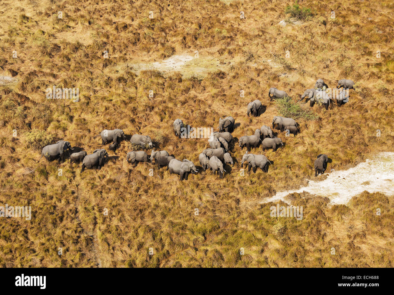 Botswana landscape elephants feeding hi-res stock photography and ...