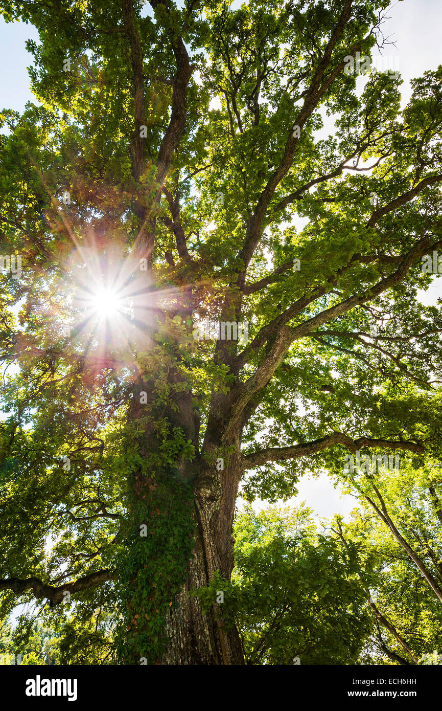 Oak (Quercus), Bavaria, Germany Stock Photo - Alamy