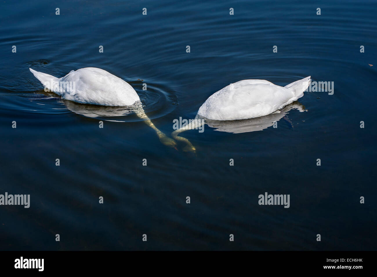Bottom two swans hi-res stock photography and images - Alamy