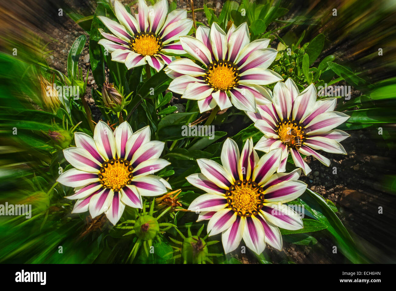 Gazania (Gazania sp Stock Photo - Alamy