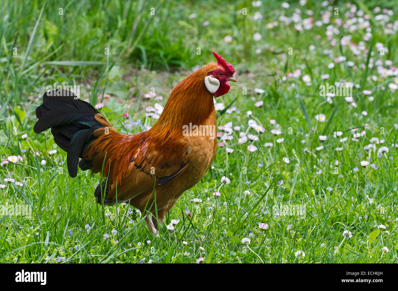 Bantam Bantam (Gallus gallus f. domestica), cock, Tyrol, Austria Stock ...